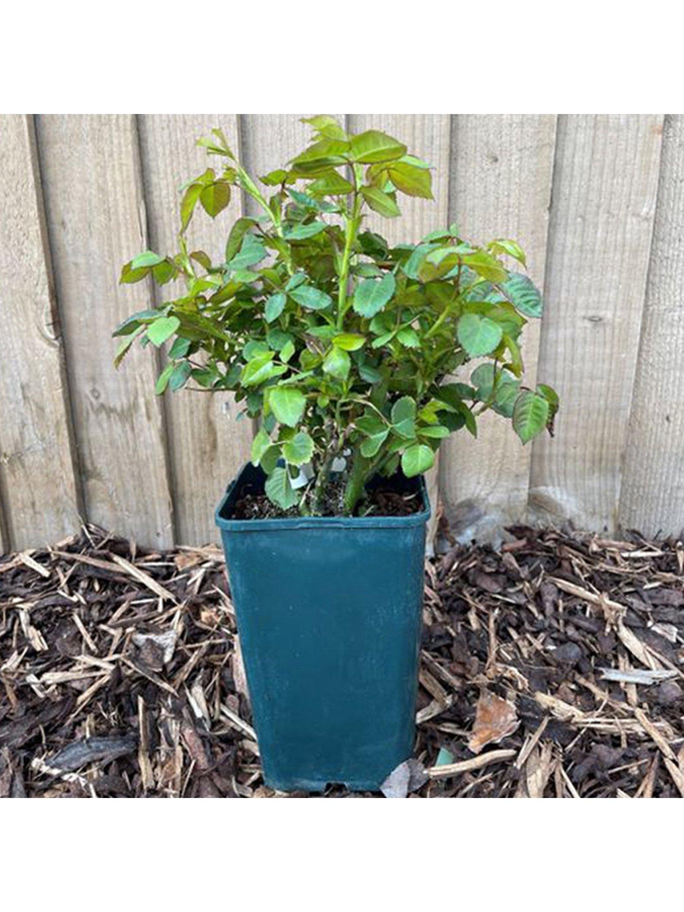 You Garden Best Mum Ever Rose (potted rose in 3L-4L pot) | Very