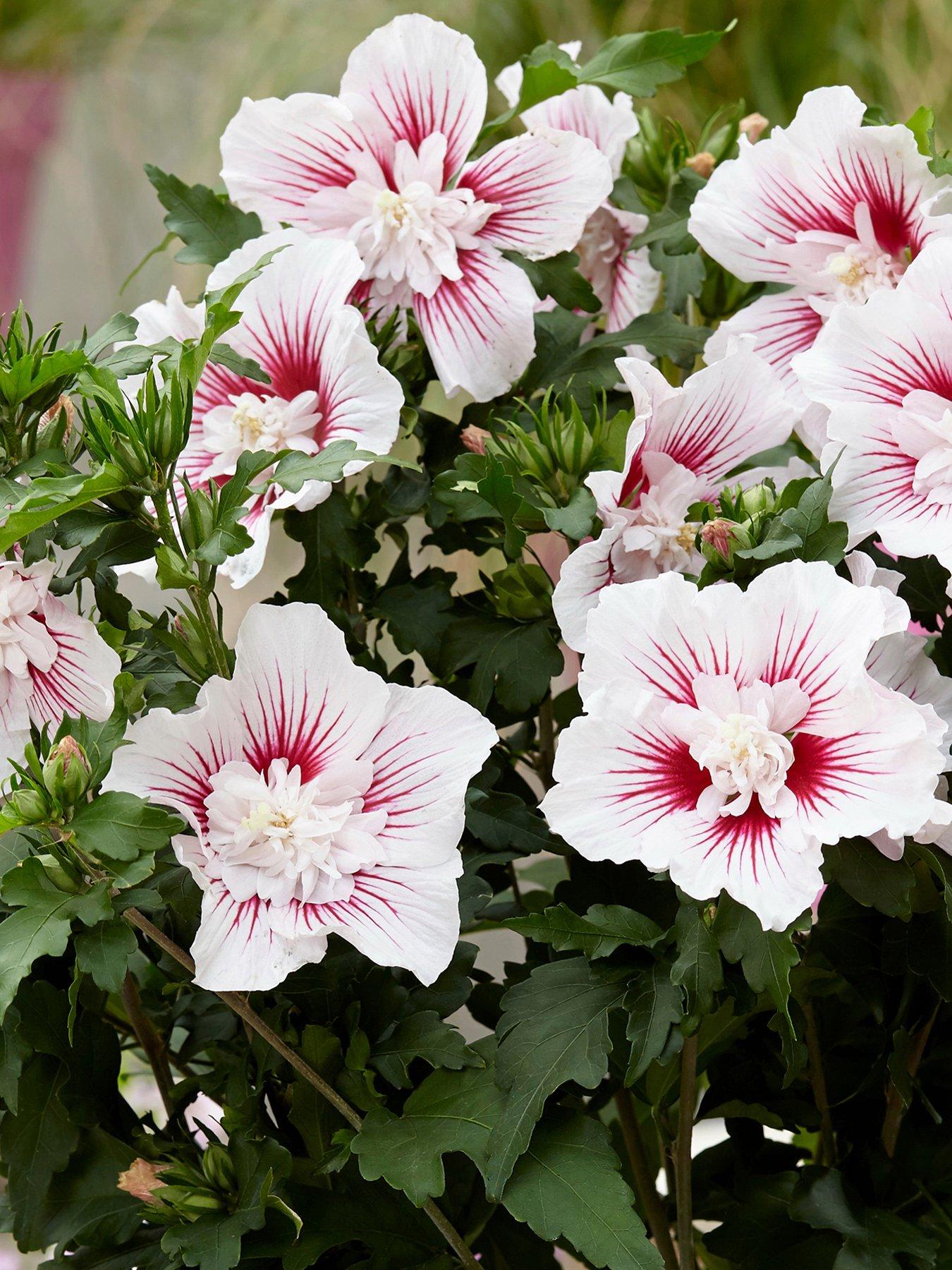 You Garden Hibiscus Starburst Chiffon (3L Pot) | Very