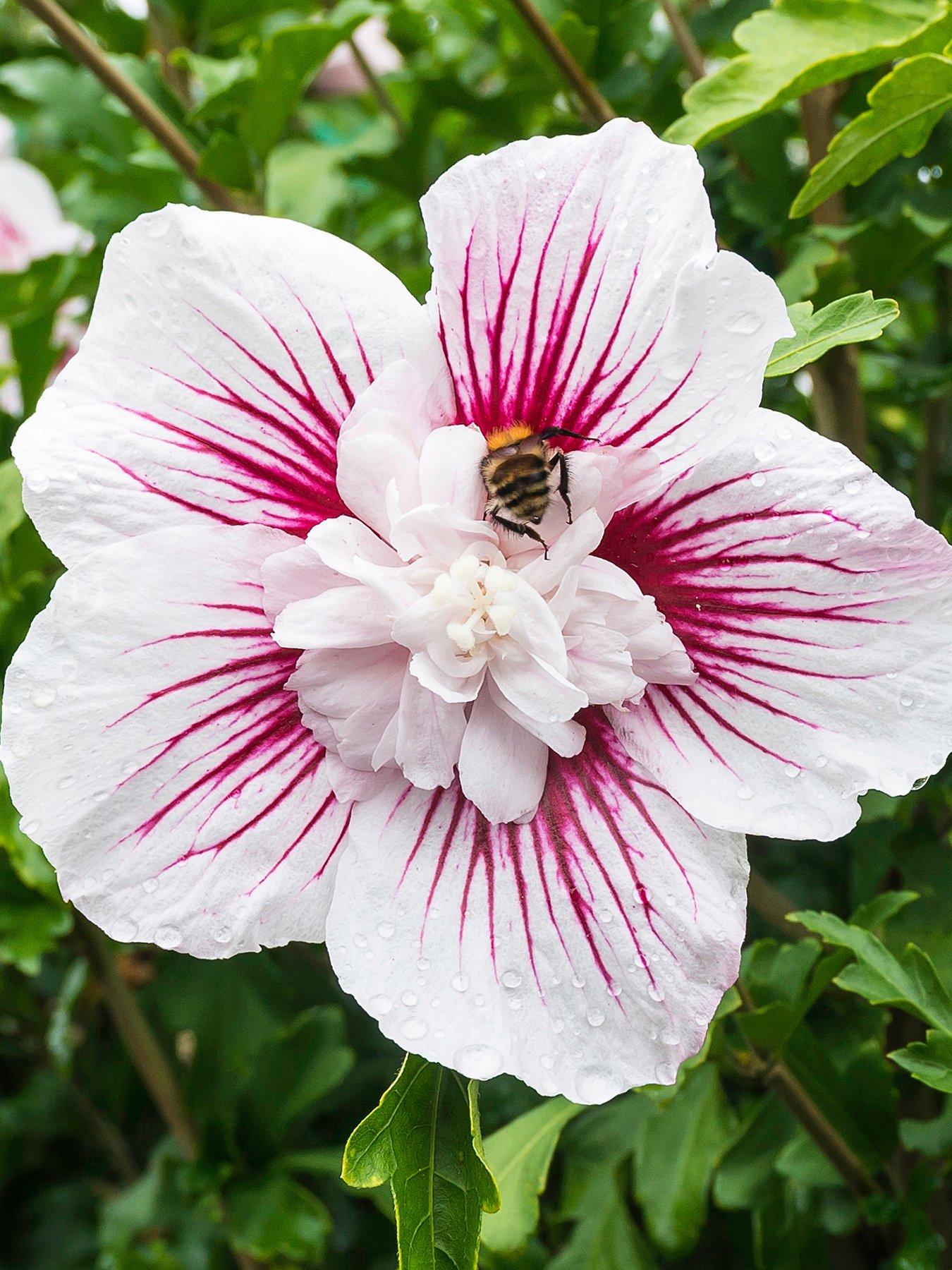 You Garden Hibiscus Starburst Chiffon (3L Pot) | Very