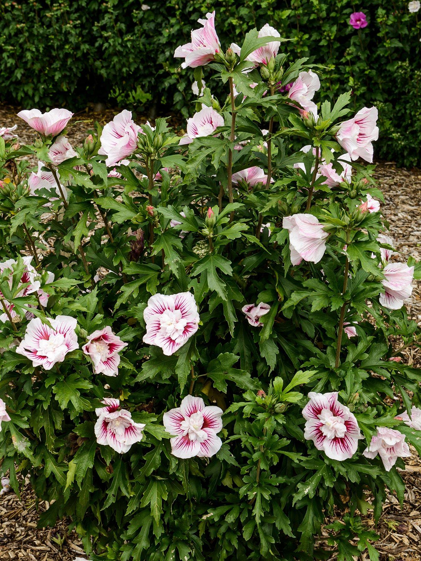 You Garden Hibiscus Starburst Chiffon (3L Pot) | Very