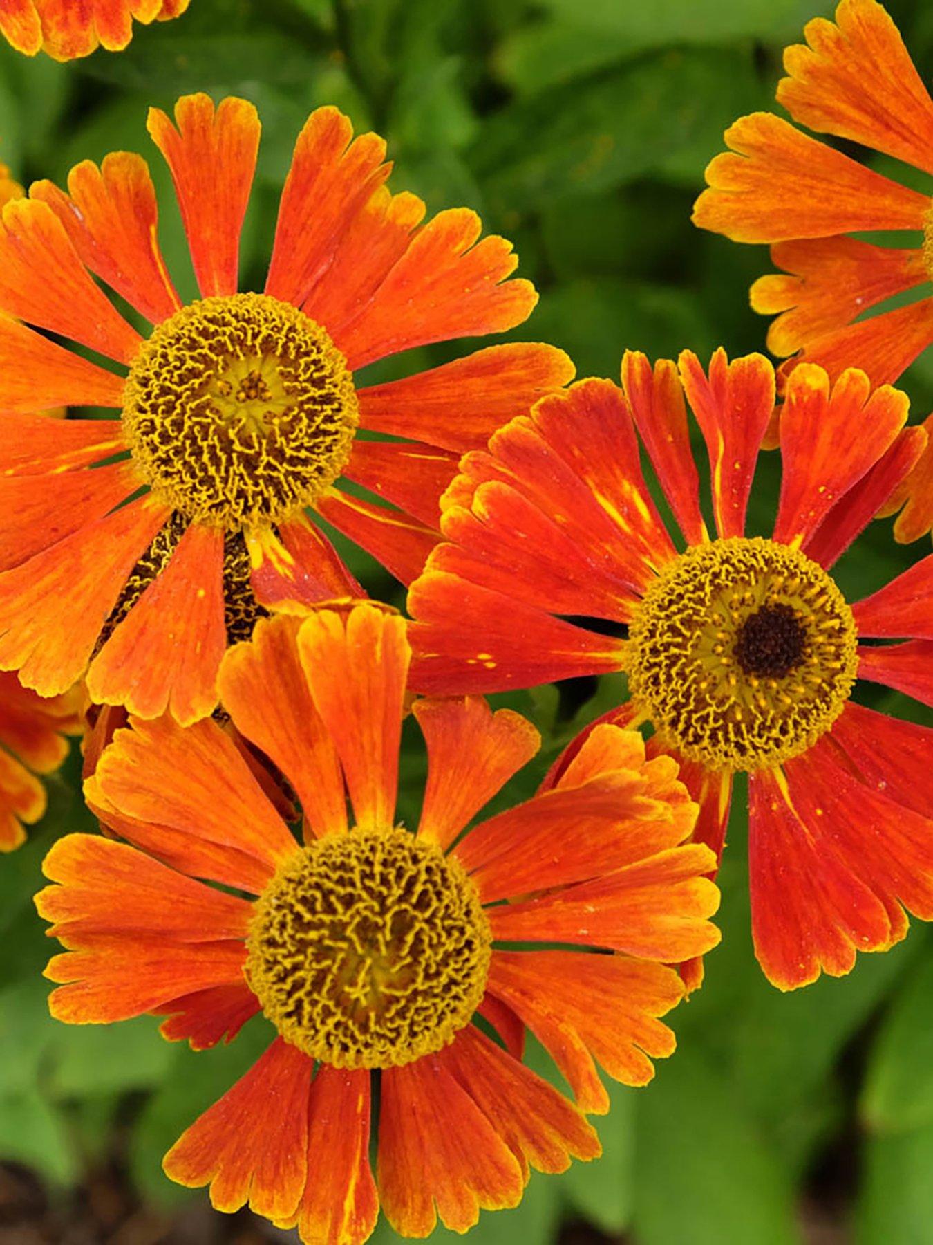 You Garden Helenium Moerheim Beauty (3 x 9cm Pots) | Very