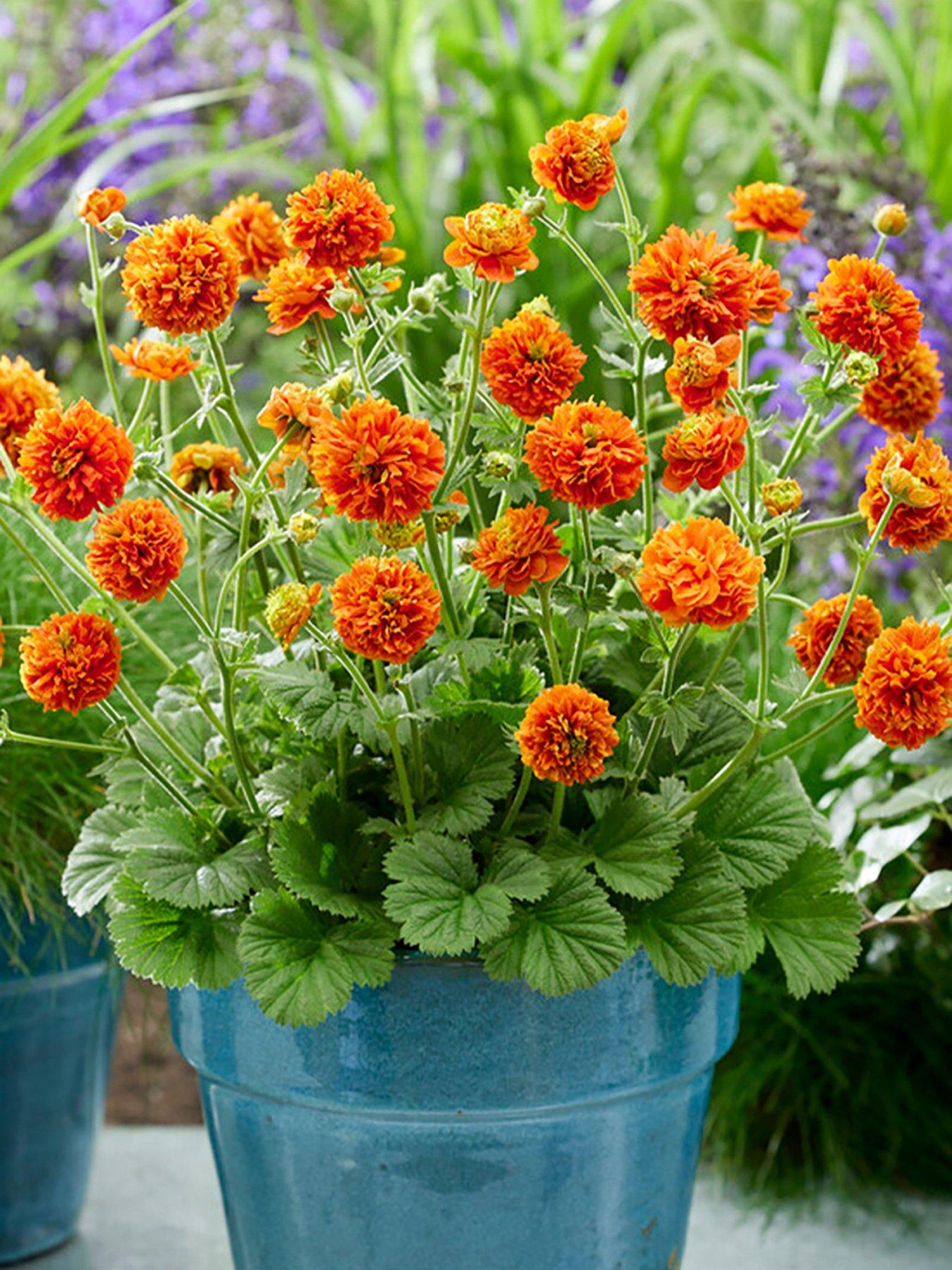 You Garden Geum Orange Pumpkin (3 x 9cm Pots) | Very