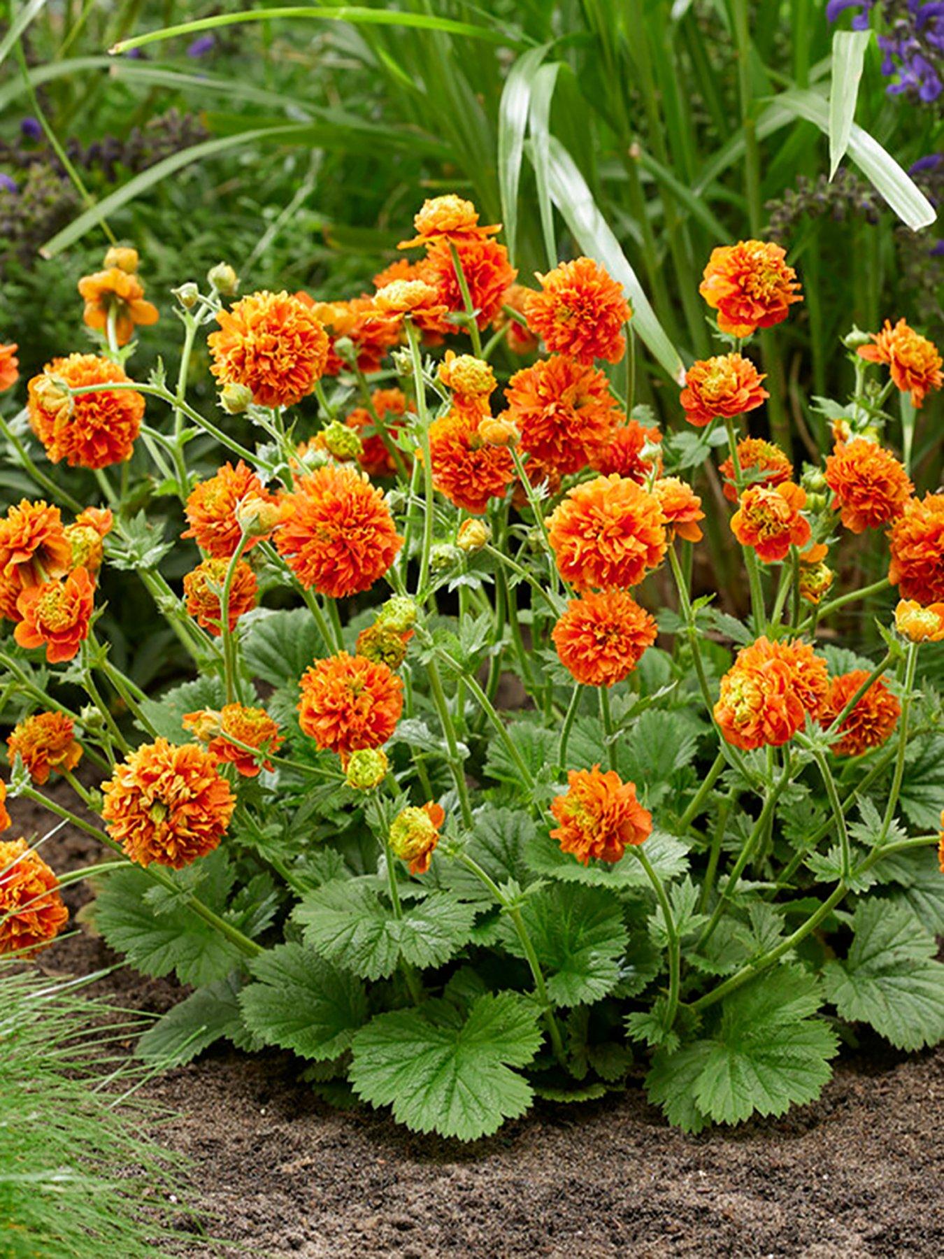 You Garden Geum Orange Pumpkin (3 x 9cm Pots) | Very