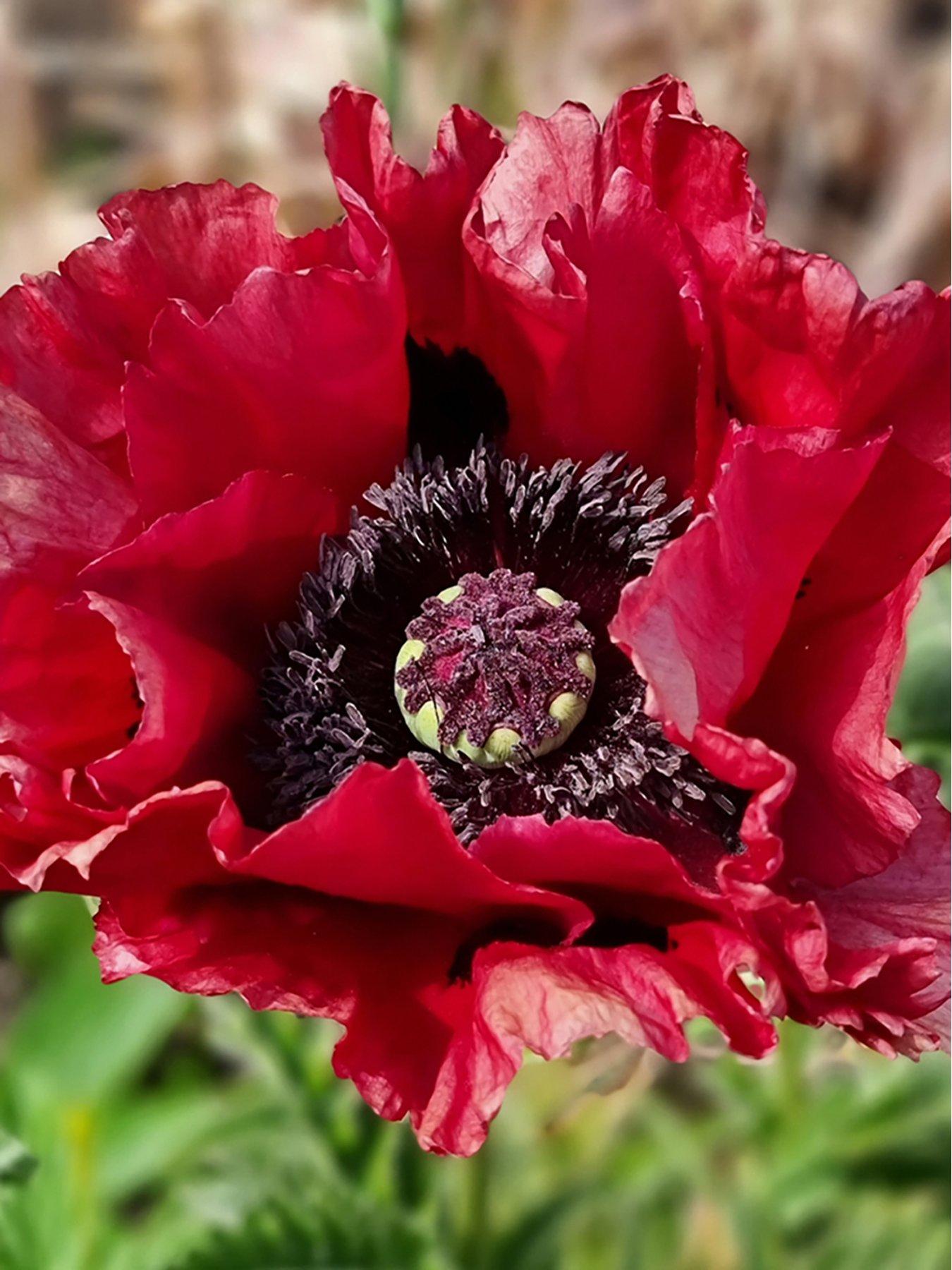 You Garden Oriental Poppy 'Red Rumble' - Papaver (3 x 9cm Pots) | Very