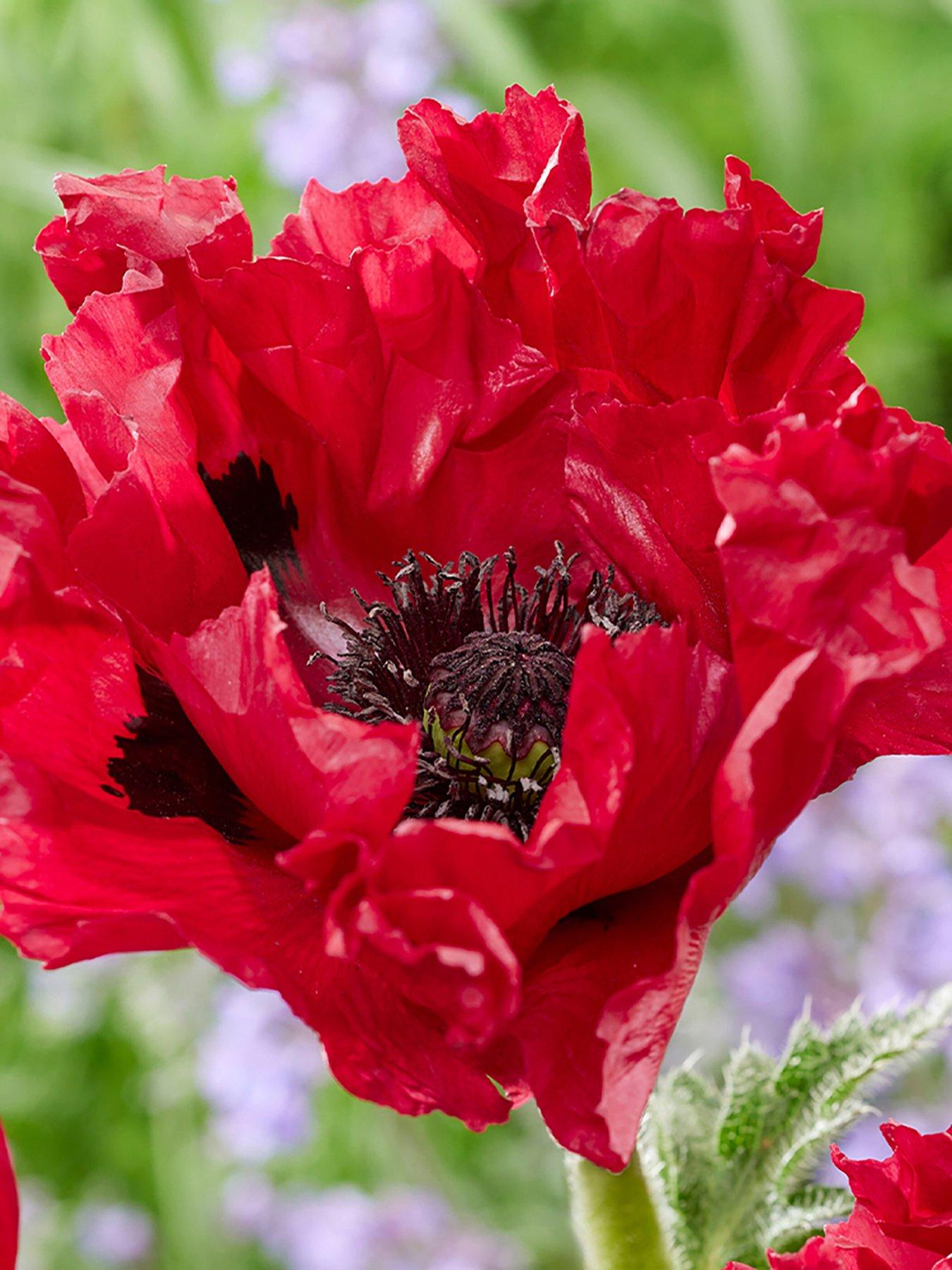 You Garden Oriental Poppy 'Red Rumble' - Papaver (3 x 9cm Pots) | Very