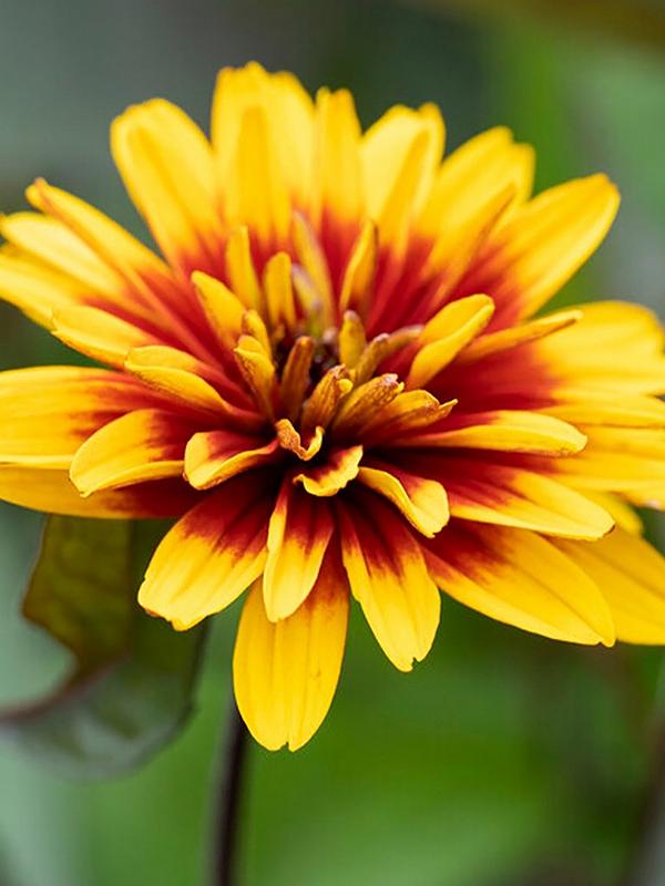 You Garden Heliopsis Funky Spinner (3 x 9cm Pots) | Very You Garden Heliopsis Funky Spinner (3 x 9cm Pots) | Very