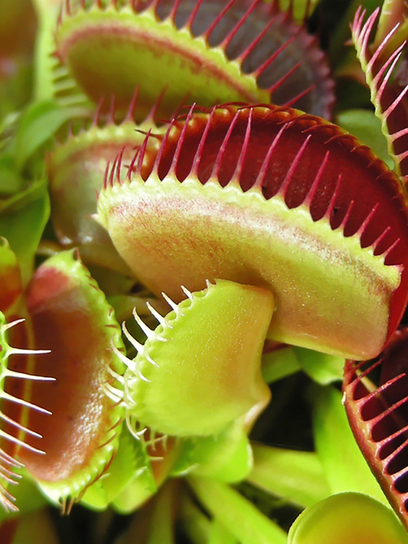 Home & Garden | you garden | Multi | Plants | Very