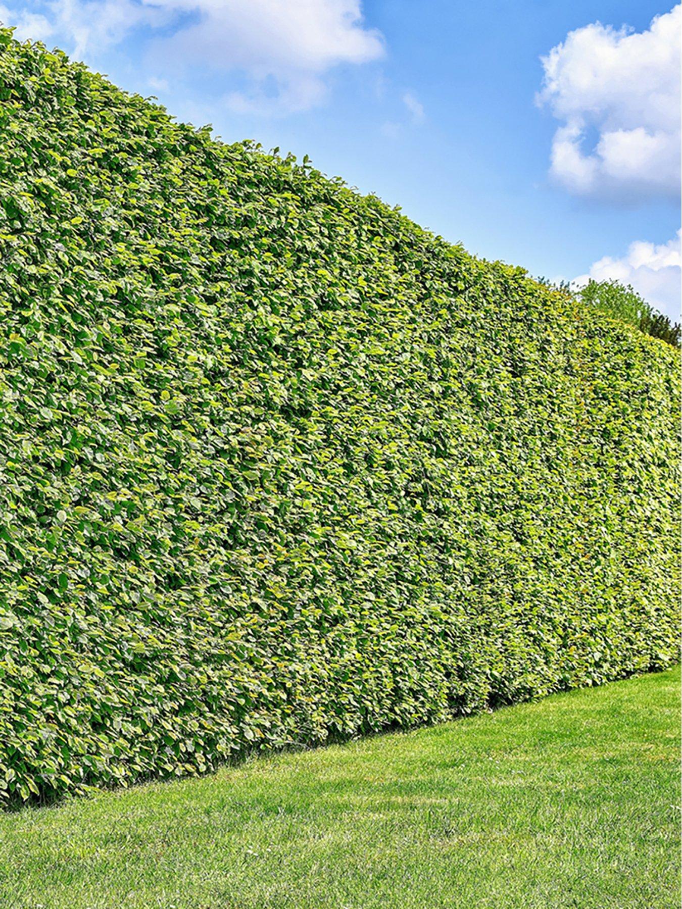 You Garden Hornbeam Hedging (Carpinus betulus) 3 x 3L Pots | Very
