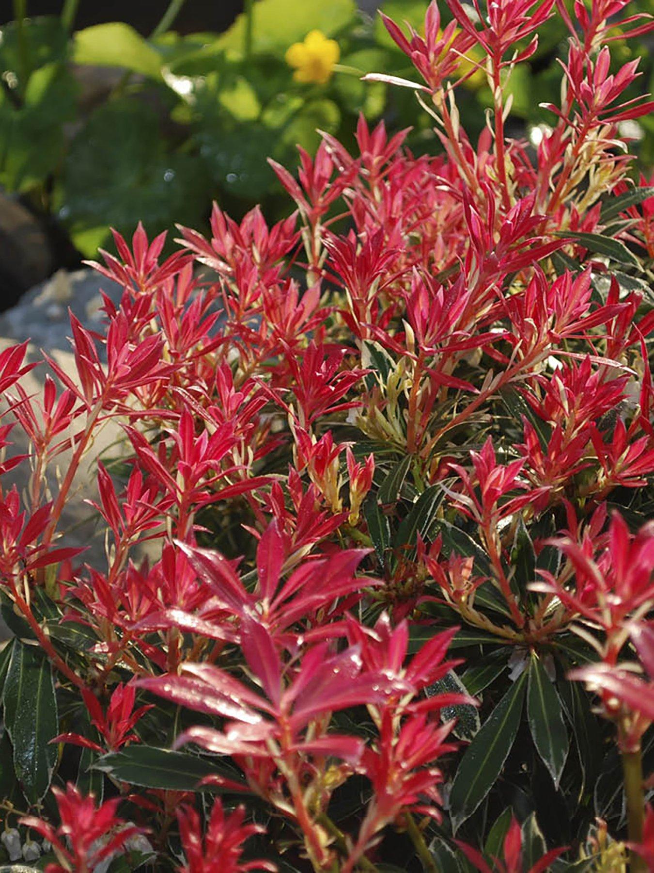 You Garden Pieris Flaming Silver 8/9cm | Very