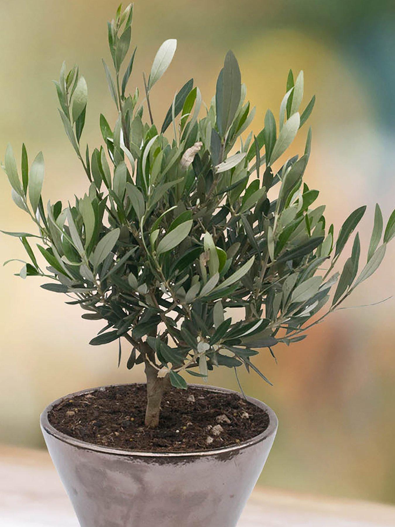 You Garden Mini Olive Tree (15cm Pot) | Very