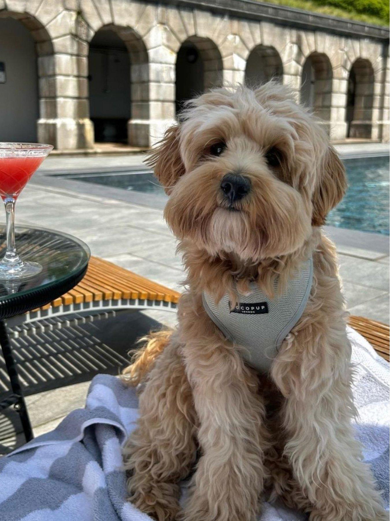 Cocopup Sage Tweed Harness | Very