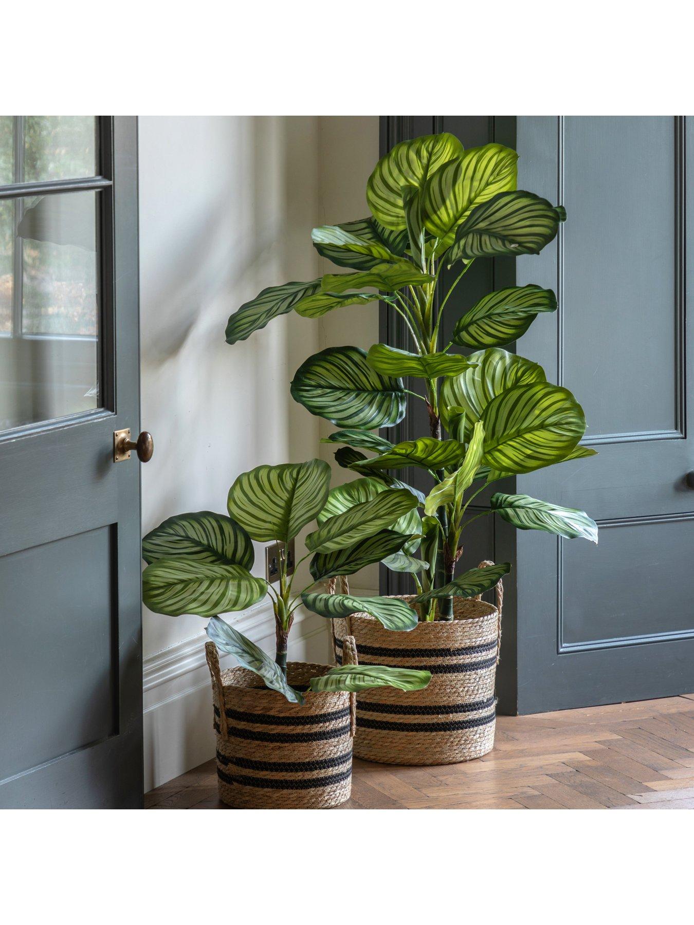 Gallery Direct Potted Calathea Leaf Tree 2ft | Very