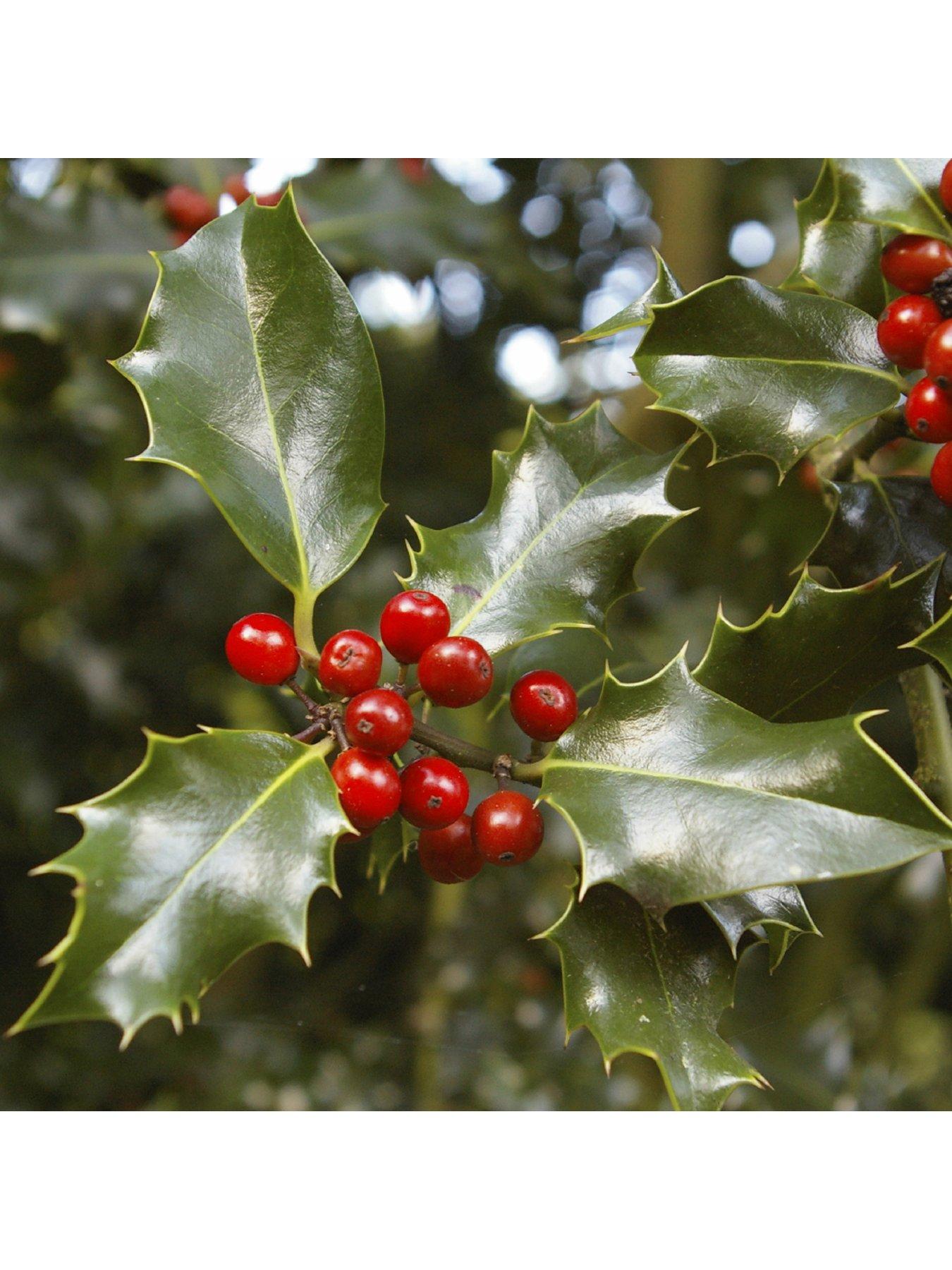 You Garden Pair of Gift Wrapped Standard Holly Trees with Lights | Very